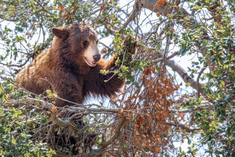 Resources – Bear Taxon Advisory Group (TAG)