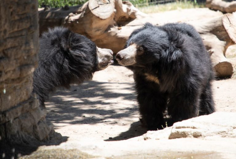 Conservation – Bear Taxon Advisory Group (TAG)